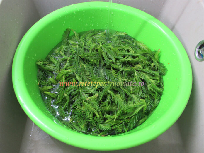 Sirop de Brad la Rece - Sirop de Muguri de Brad cu Miere